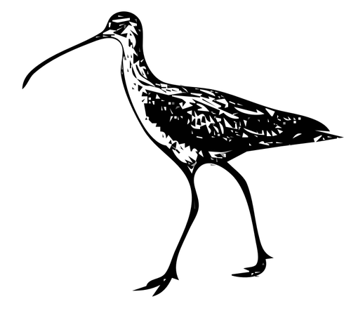 Curlew vector image | Public domain vectors