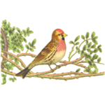 Lesser redpoll on a tree branch clip art | Public domain vectors
