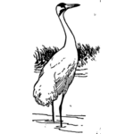 Whooping Crane vector | Public domain vectors