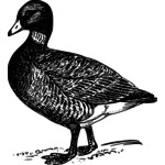 Geese | Public domain vectors